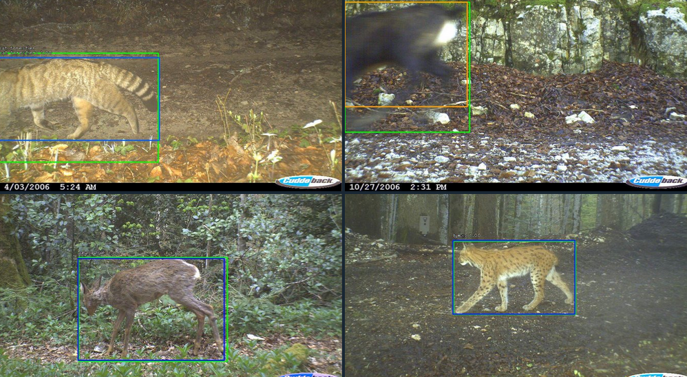 Tagging species with deep learning. | Olivier Gimenez