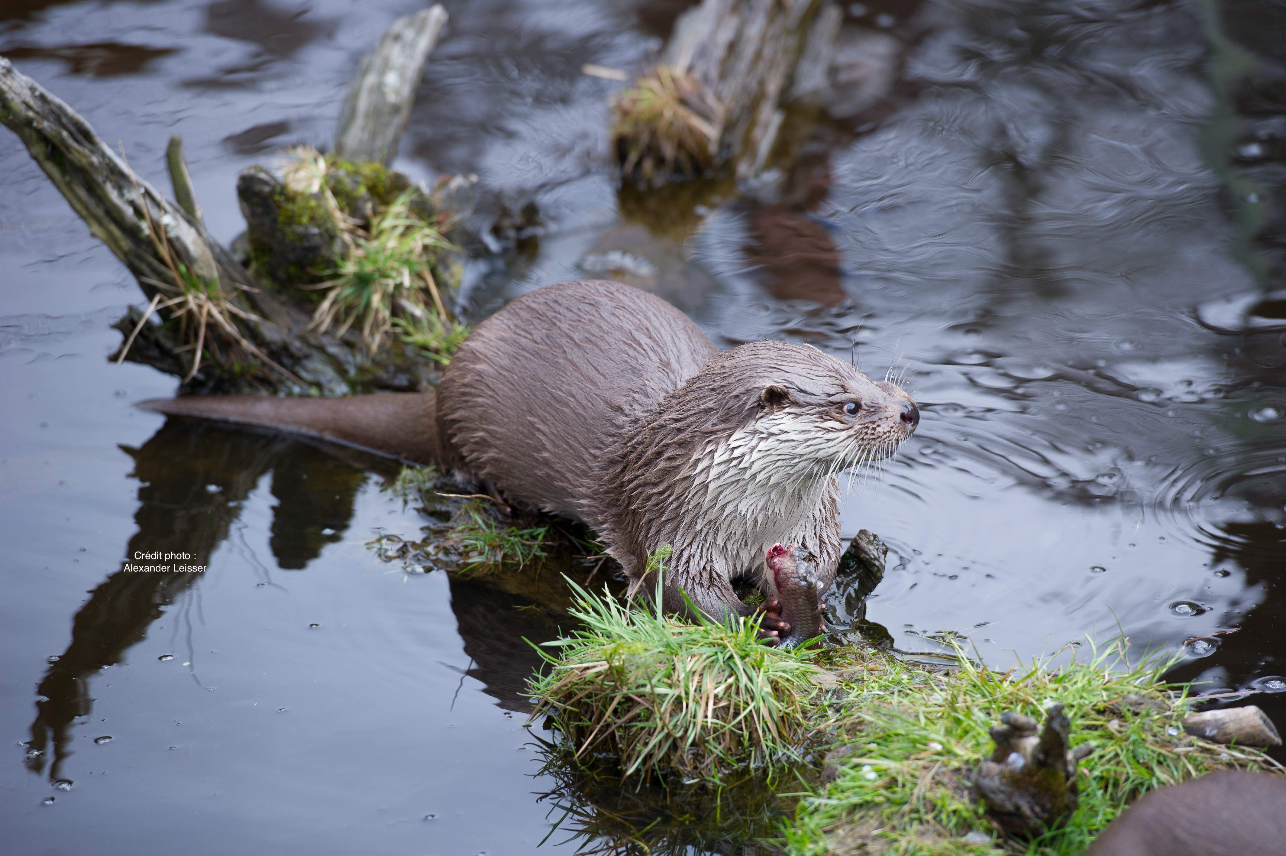 A new project on the Eurasian otter and connectivity | Olivier Gimenez