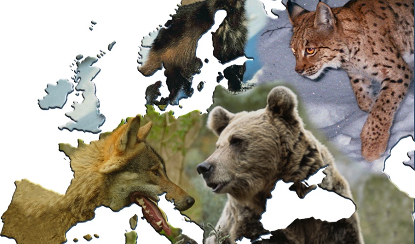 Large carnivores monitoring | Olivier Gimenez